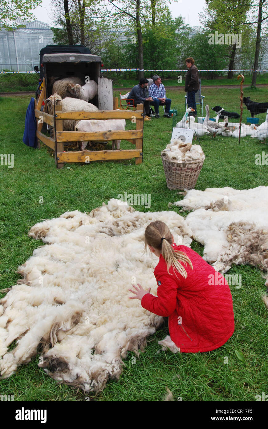 Farmer cutting wool hi-res stock photography and images - Alamy