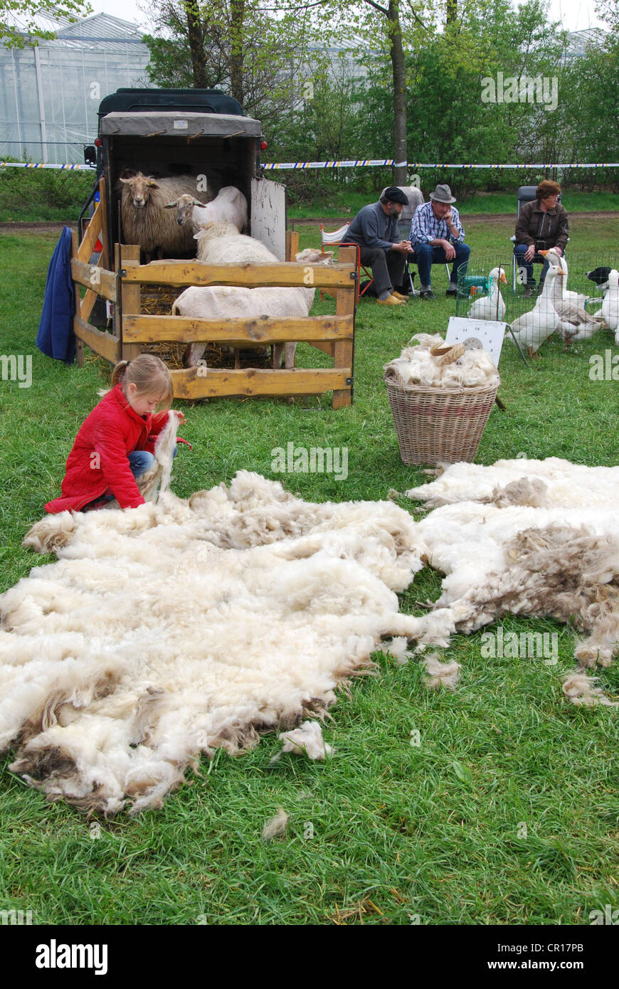 Farmer cutting wool hi-res stock photography and images - Alamy
