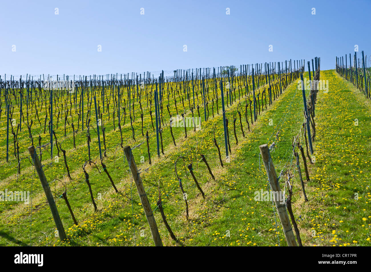 Vineyard, Gleiszellen-Horbach, Deutsche Weinstrasse, German Wine Road ...
