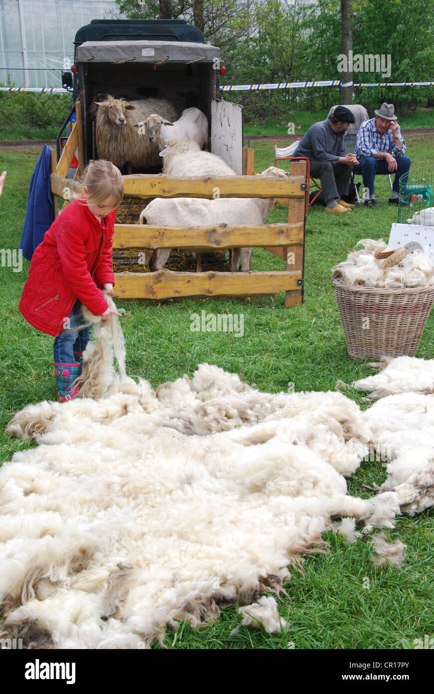 sheep shearing in progress Stock Photo - Alamy