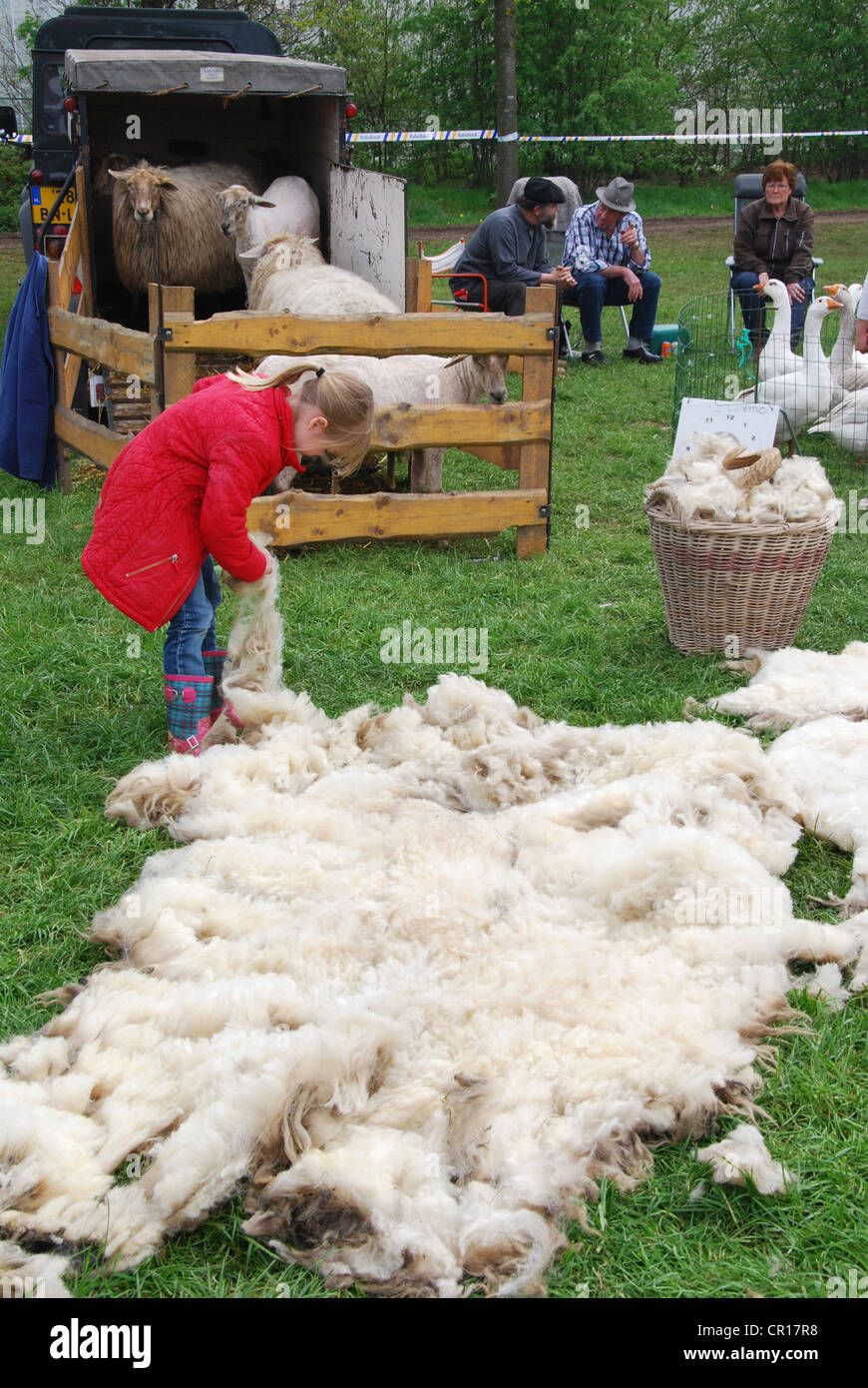 Farmer cutting wool hi-res stock photography and images - Alamy