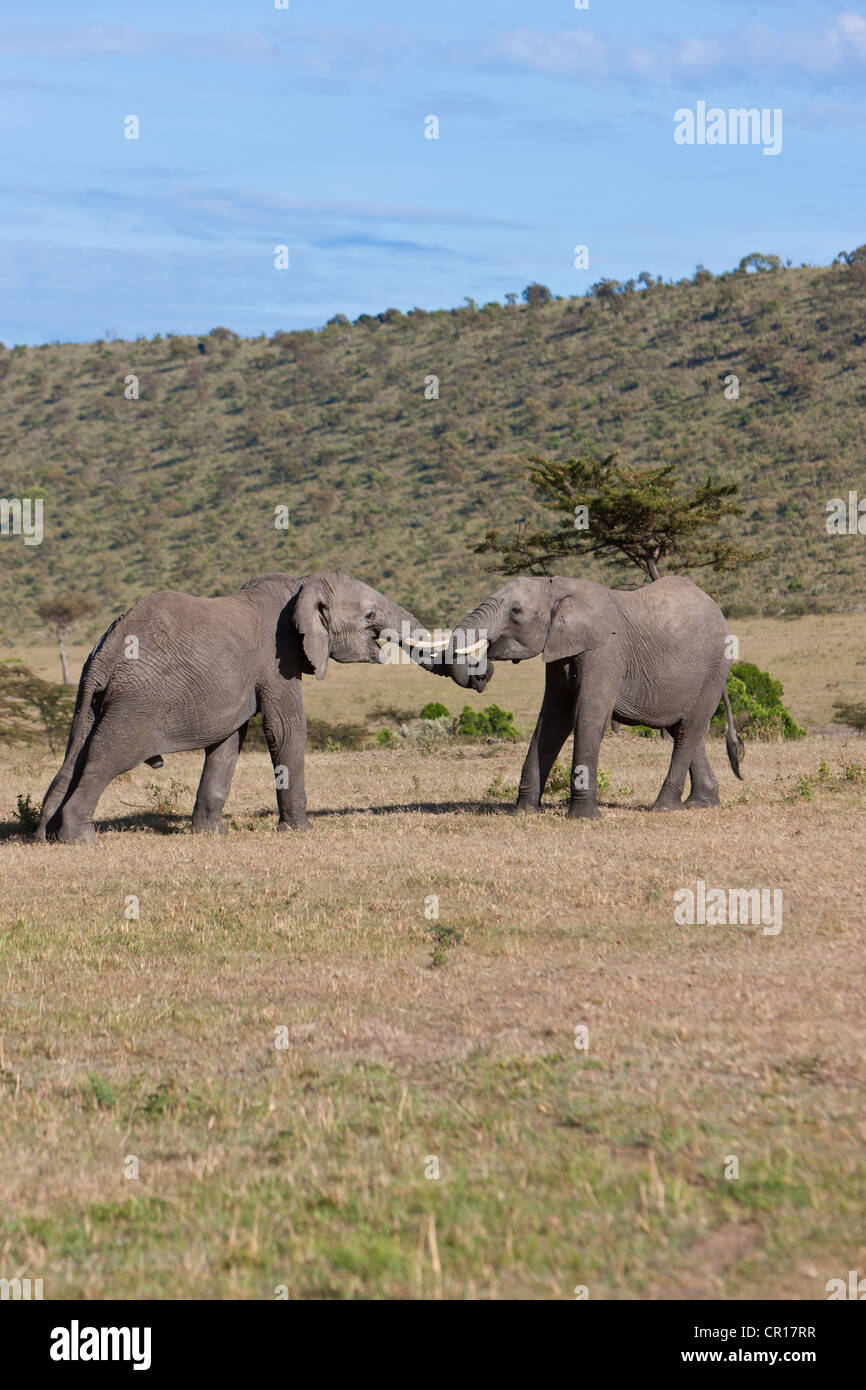 Two young bulls hi-res stock photography and images - Alamy