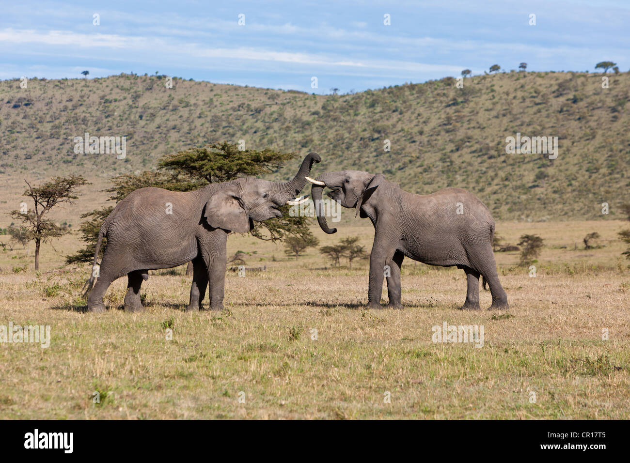 Two young bulls hi-res stock photography and images - Alamy