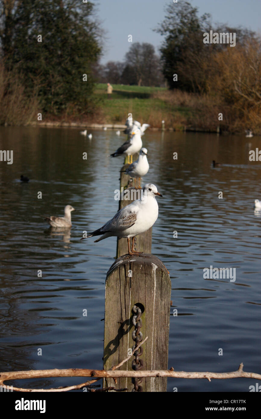 Birds of The Long Water sunbathing on a beautiful evening in Hyde Park ...
