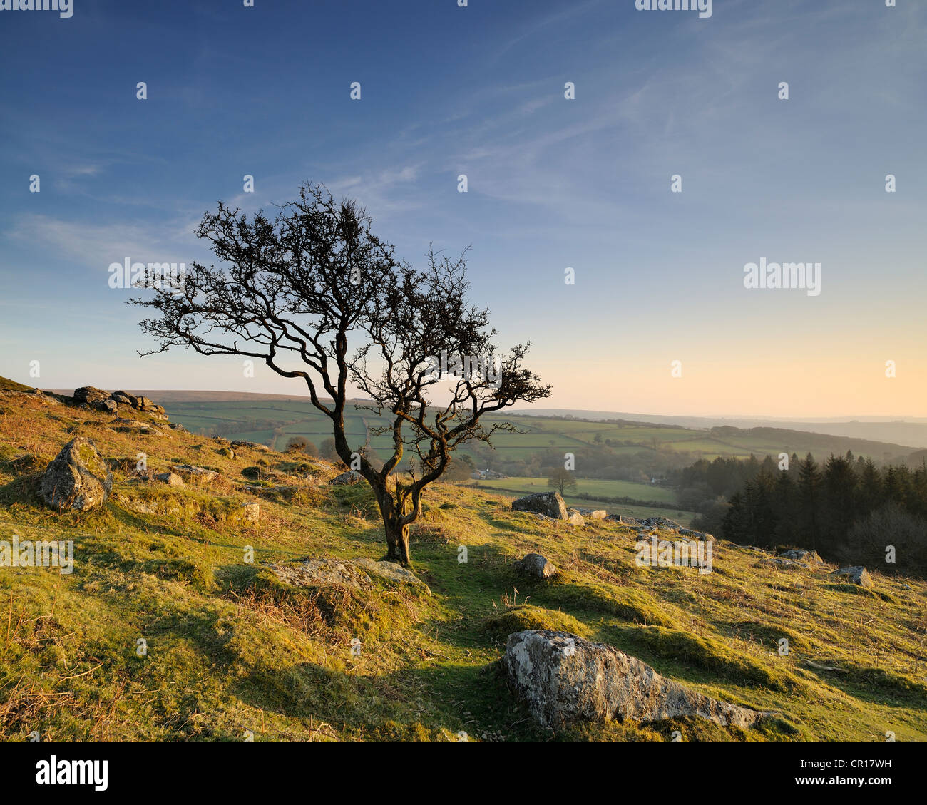 A lone Hawthorn (Crataegus) tree and landscape bathed in light at ...