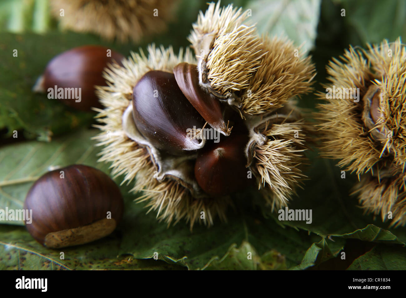 Marrons hi-res stock photography and images - Alamy