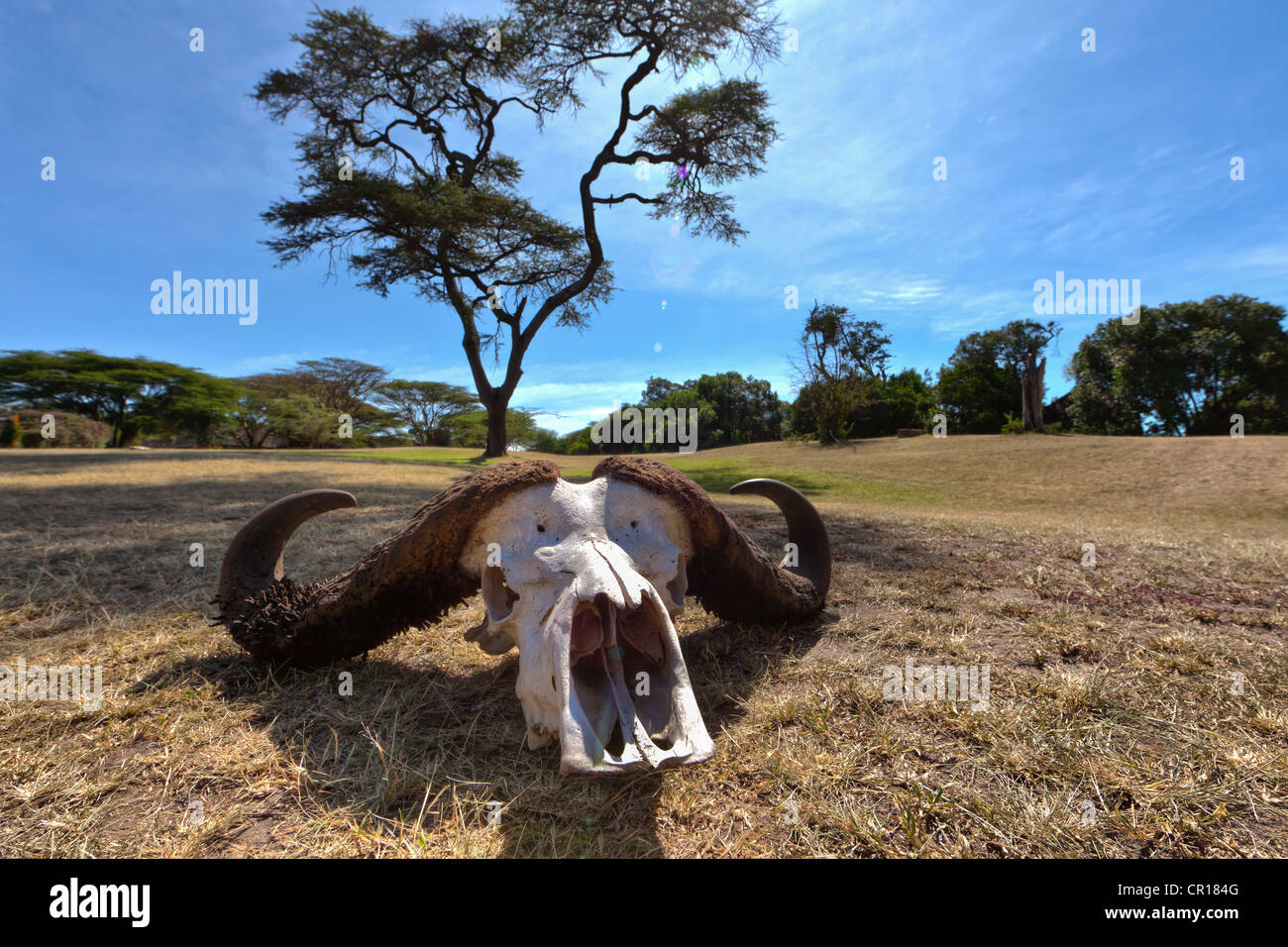 Skull of an African Buffalo (Syncerus caffer), Masai Mara National ...