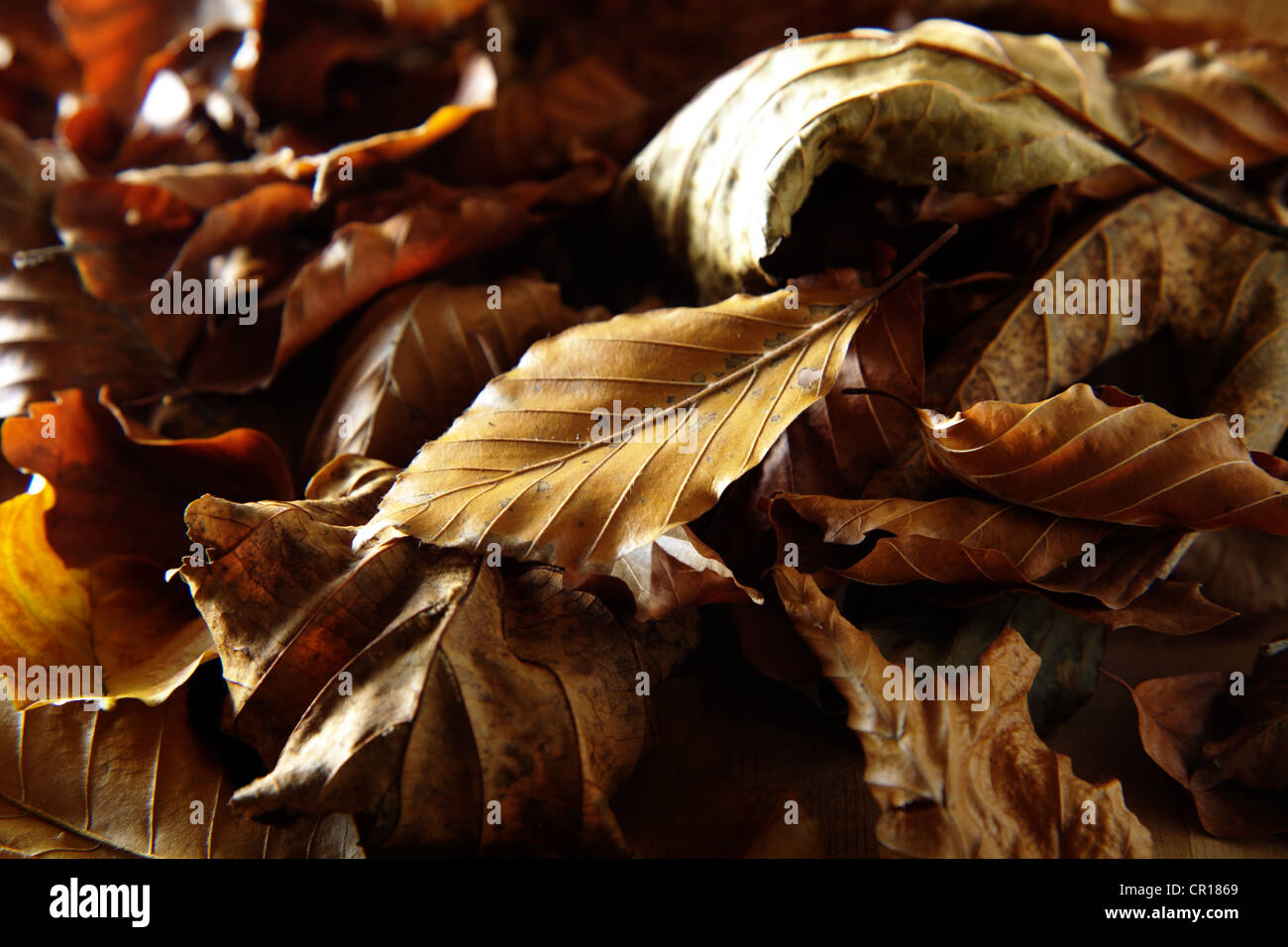 Dry autumn leaves Stock Photo - Alamy