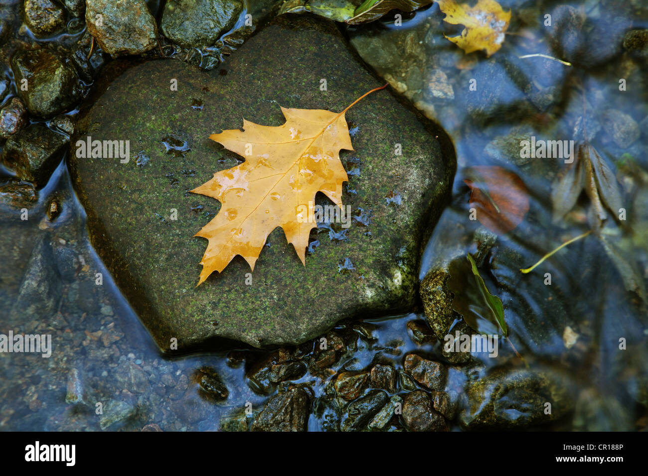 Autumn leaves in a stream Stock Photo - Alamy