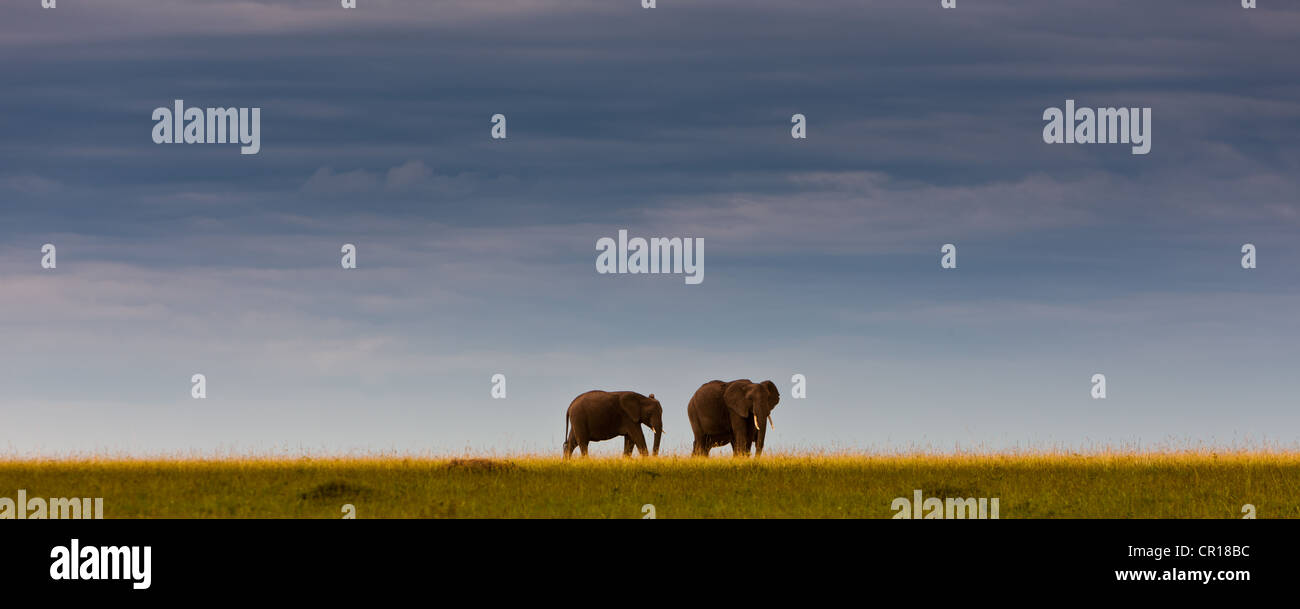 Elephants on horizon hi-res stock photography and images - Alamy