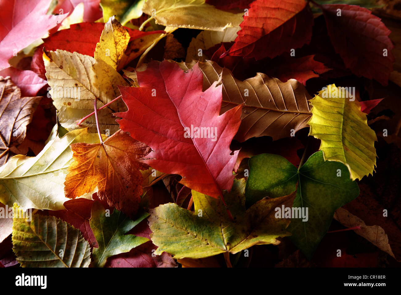 Autumn-coloured leaves of various deciduous trees Stock Photo - Alamy