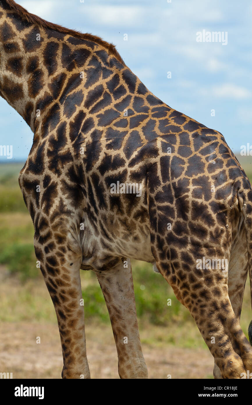 Giraffe body hi-res stock photography and images - Alamy
