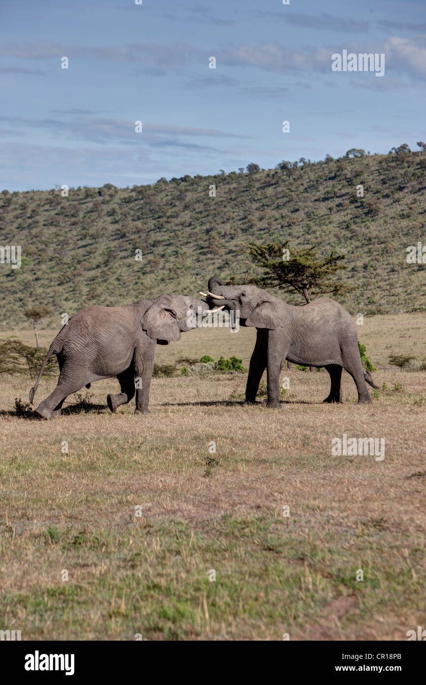 Two young bulls fighting hi-res stock photography and images - Alamy