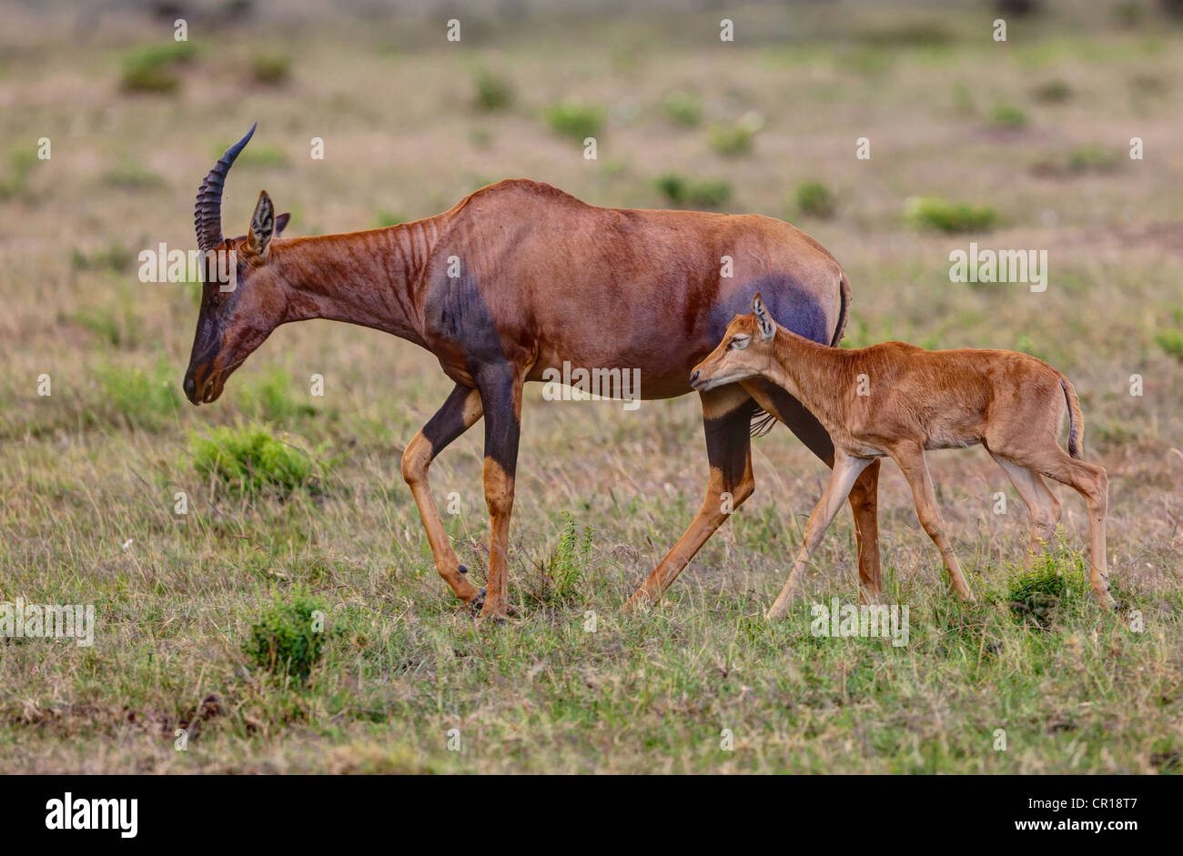 Topi antelope hi-res stock photography and images - Alamy