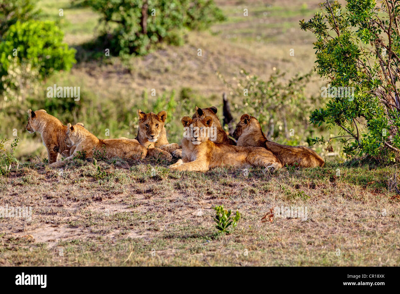 Group of lions hi-res stock photography and images - Alamy