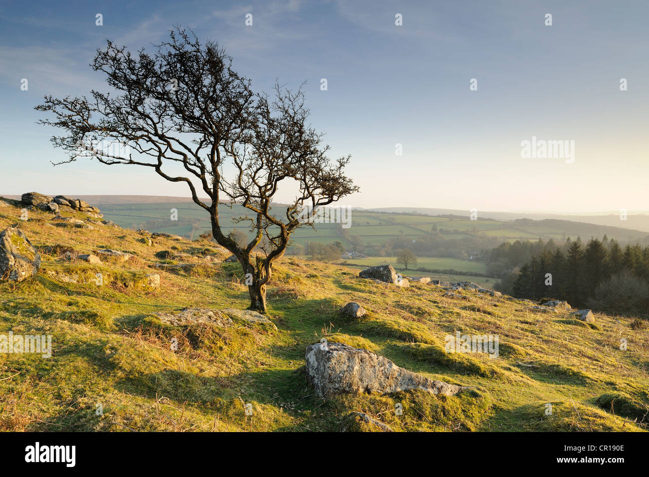 A lone Hawthorn (Crataegus) tree and landscape bathed in light at ...