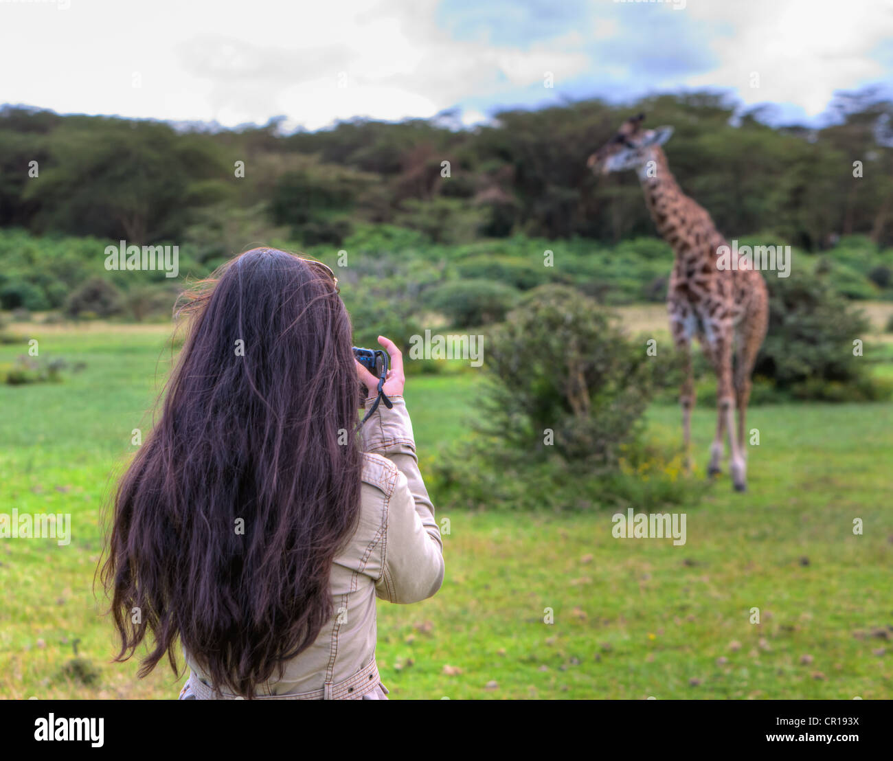 Young female photographer taking pictures of a Masai Giraffe (Giraffa ...