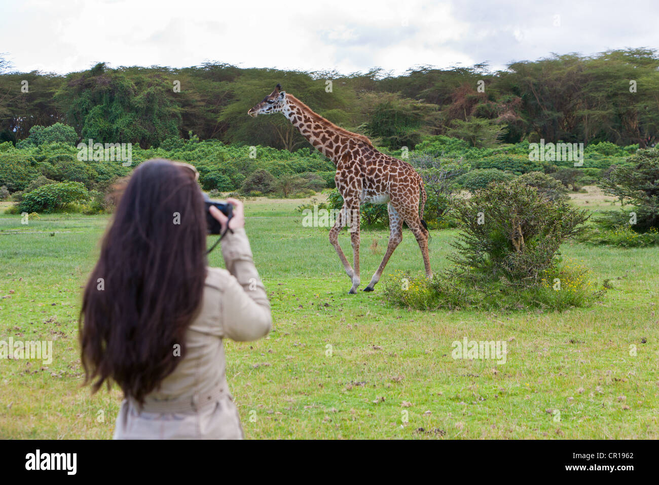 Young female photographer taking pictures of a Masai Giraffe (Giraffa ...