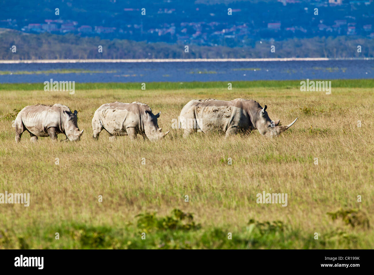 Three White Rhinoceroses or Square-lipped Rhinoceroses (Ceratotherium ...