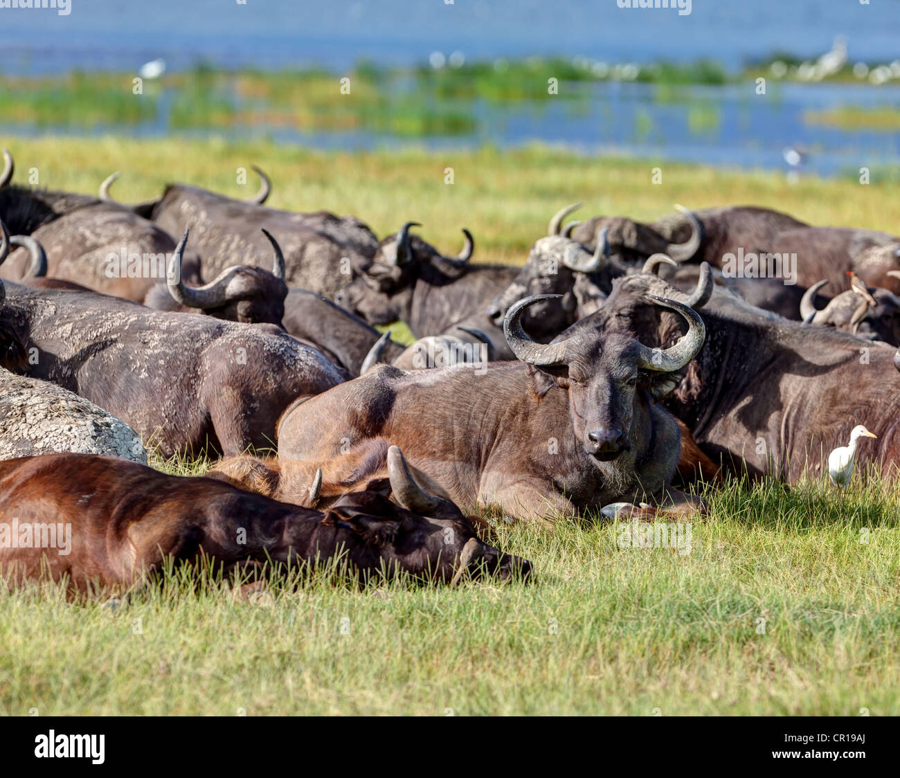 Large group of buffalo hi-res stock photography and images - Alamy