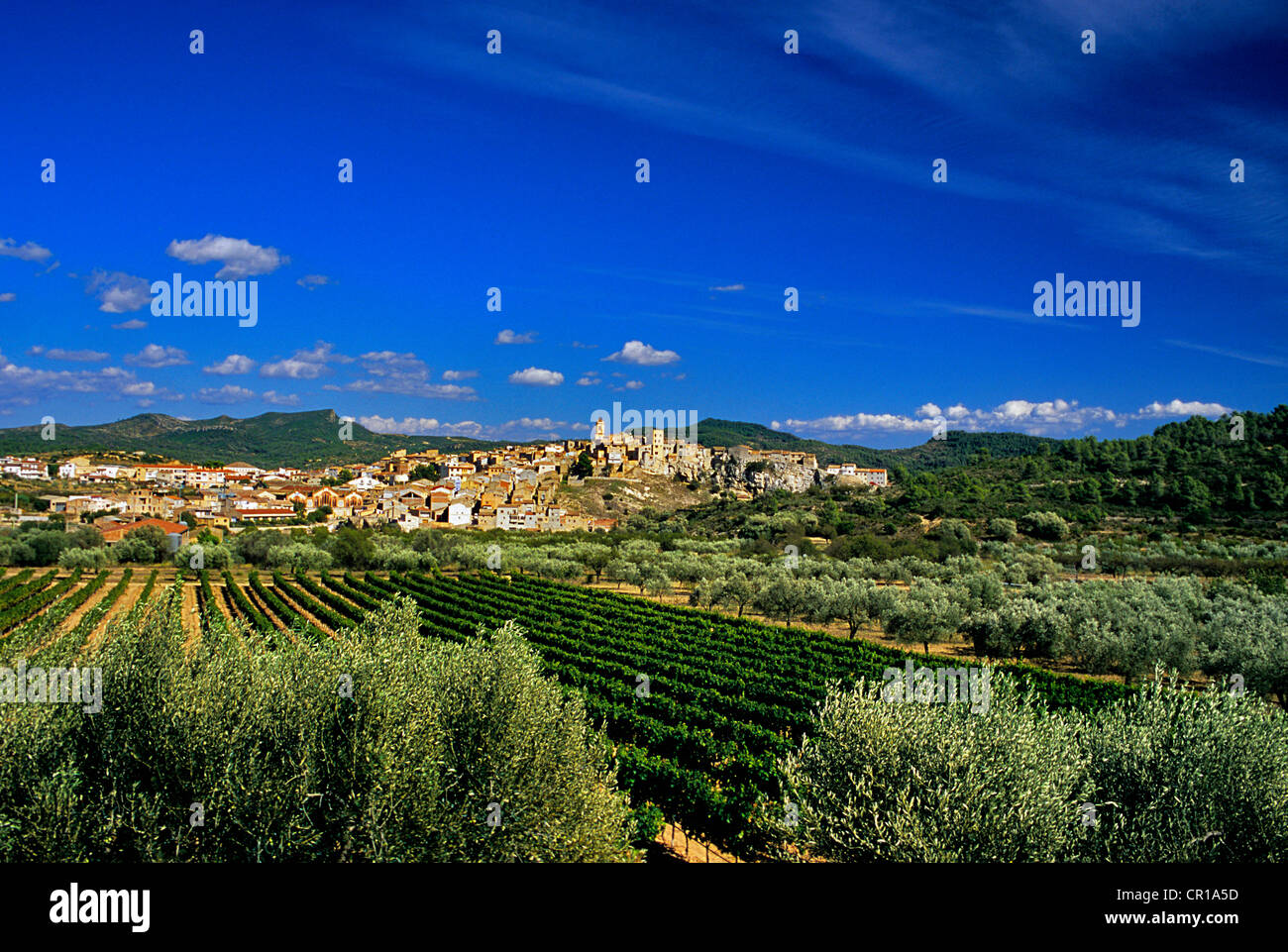 Olive bray hi-res stock photography and images - Alamy