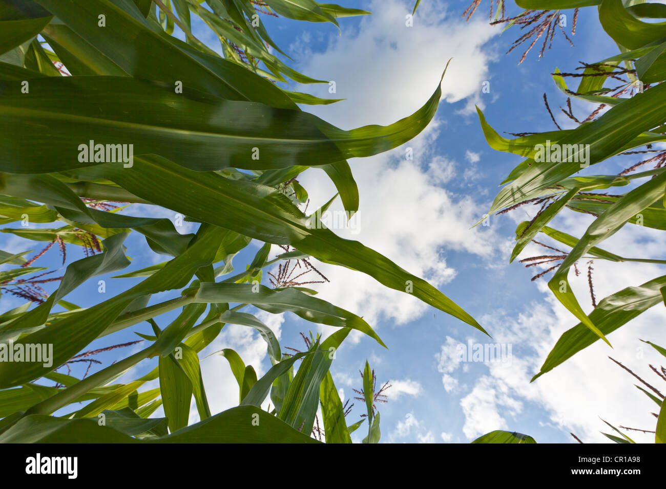Maize leaves from below against the sky Stock Photo - Alamy