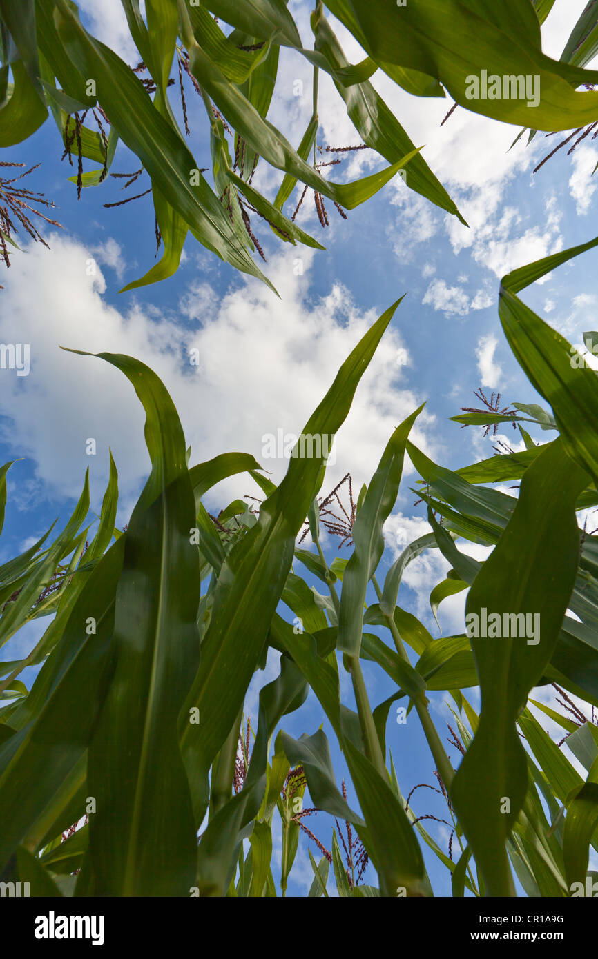 Maize leaves from below against the sky Stock Photo - Alamy