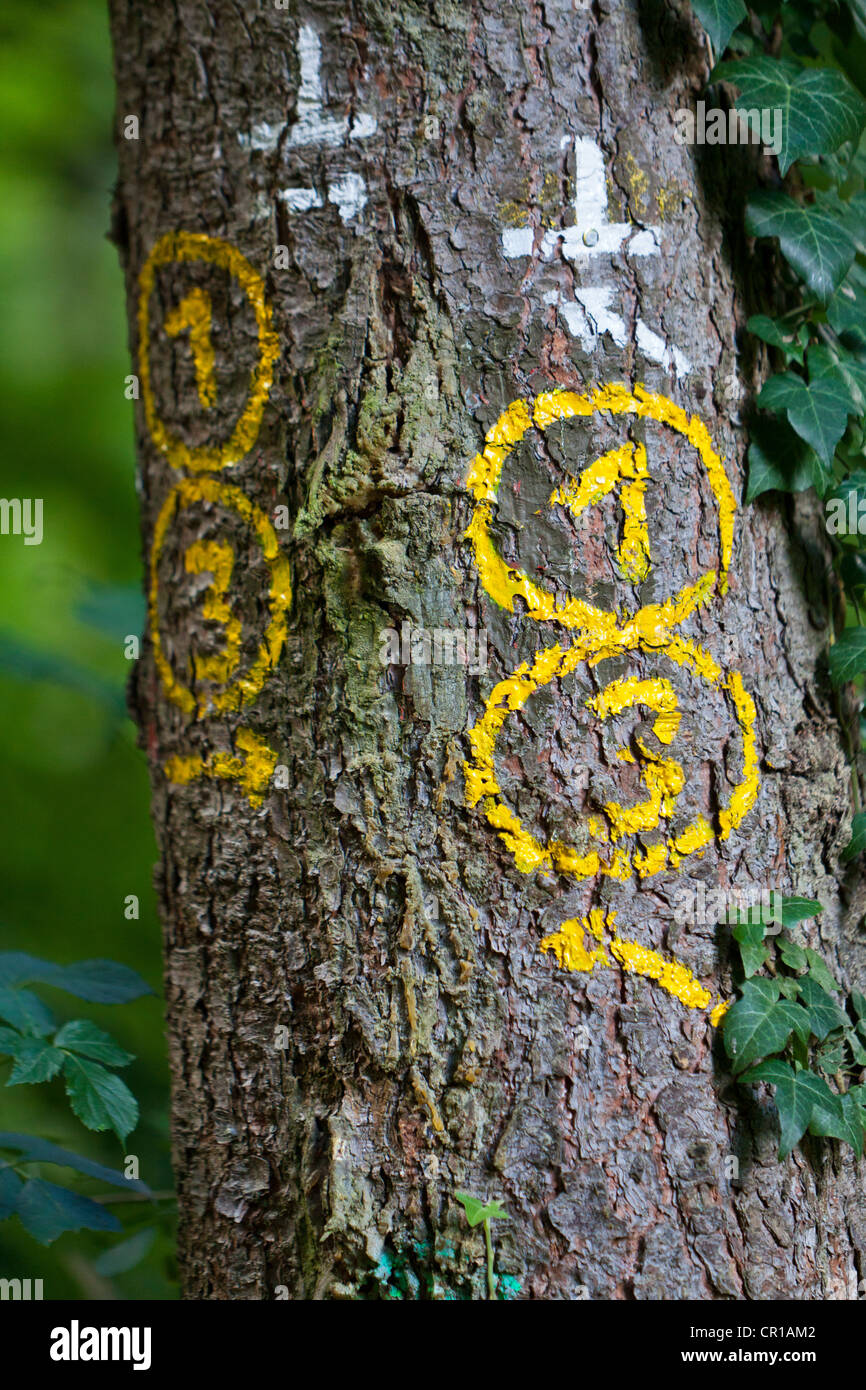 Tree markings hi-res stock photography and images - Alamy