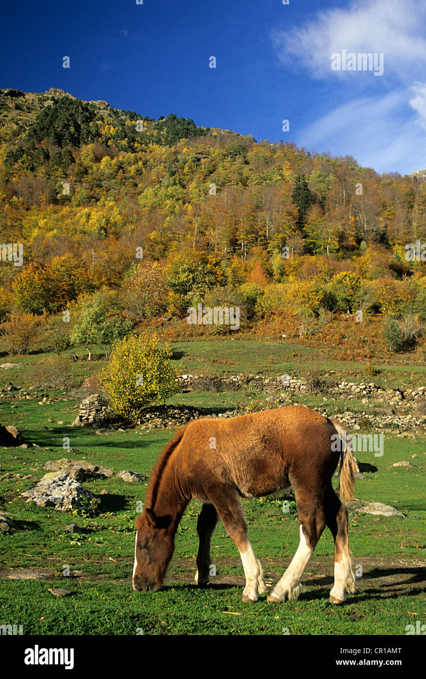 Spain, Catalonia, Lleida Province, Val d'Aran comarca, valley of ...