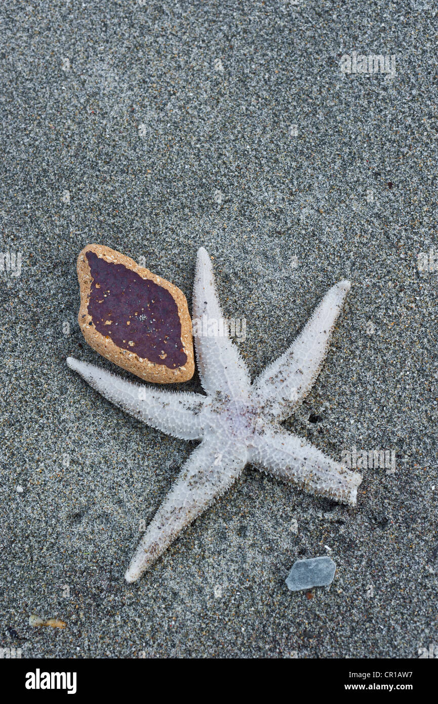 Dead starfish half leg chopped hi-res stock photography and images - Alamy