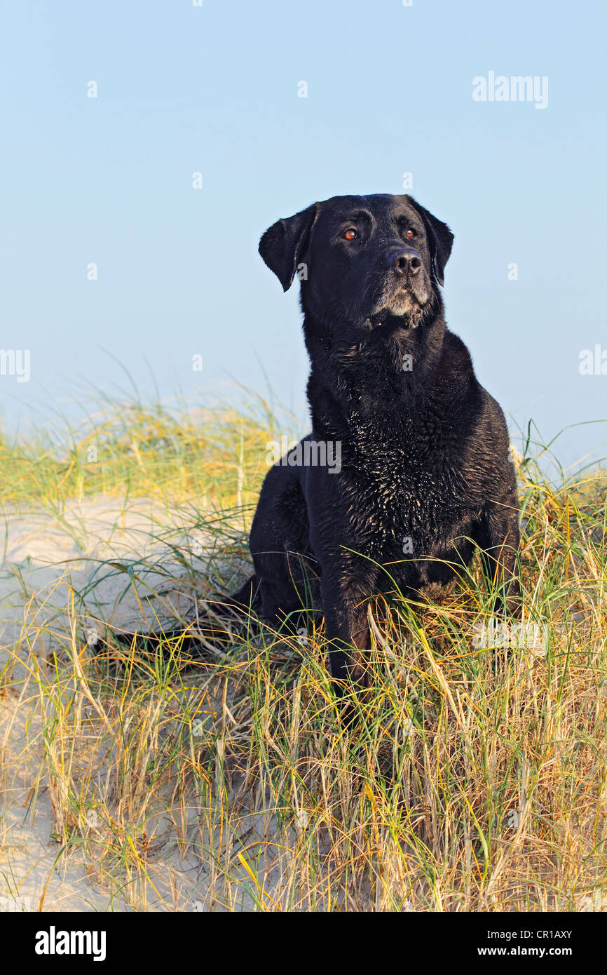 Black Labrador Retriever dog (Canis lupus familiaris), male dog on the ...