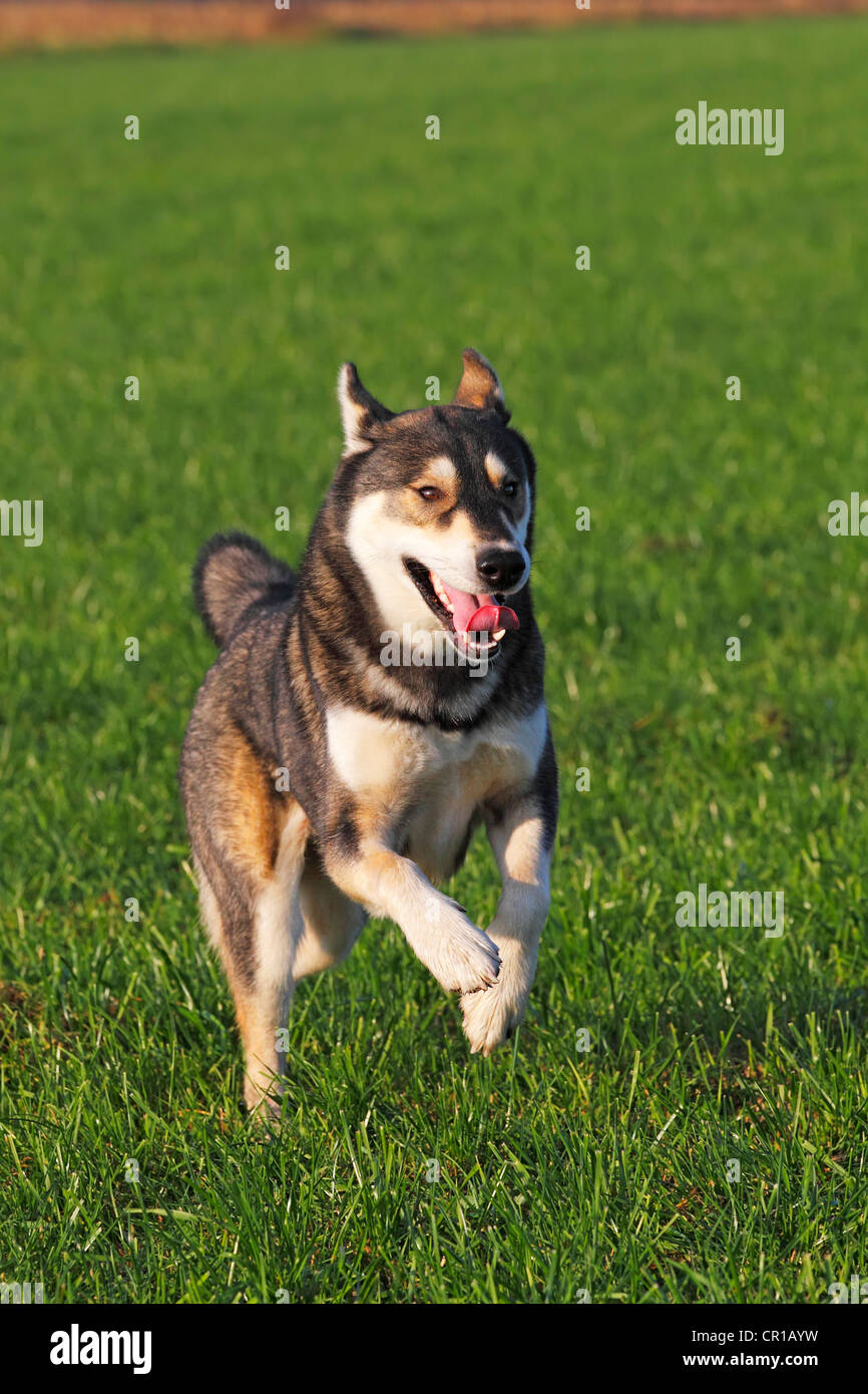 Dog husky running hi-res stock photography and images - Alamy