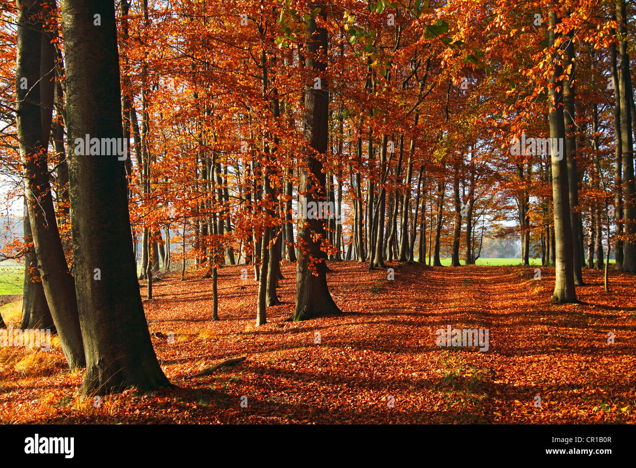 Beech grove with autumn-coloured leaves, European Beech (Fagus ...