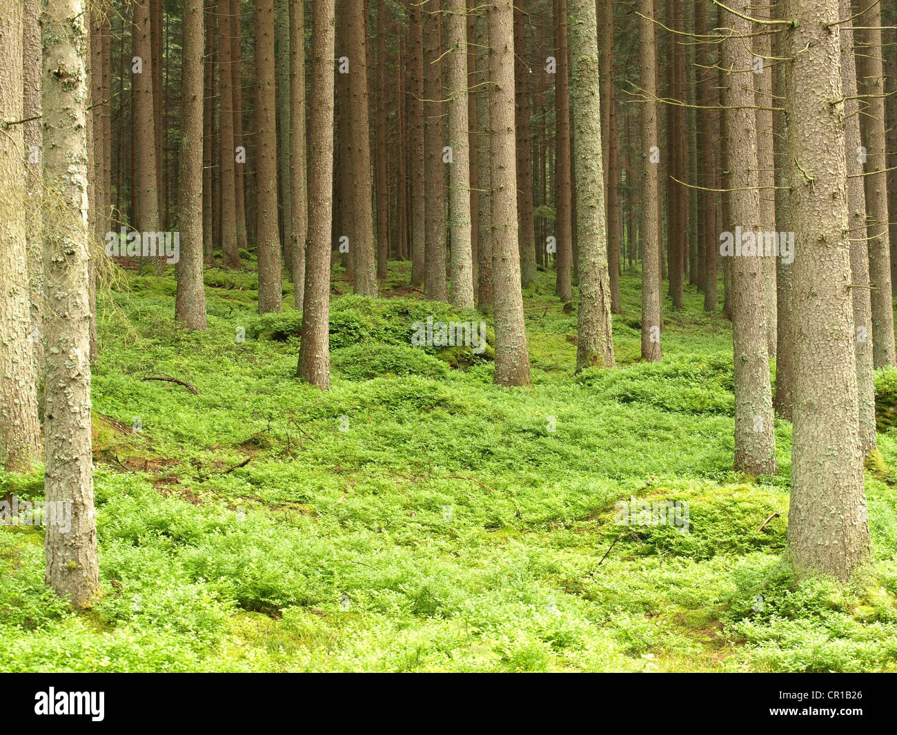 Wood landscape / Wald Landschaft Stock Photo - Alamy