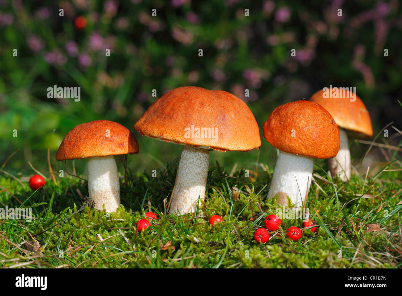Red-capped scaber stalk (Leccinum aurantiacum, Leccinum rufum), edible ...
