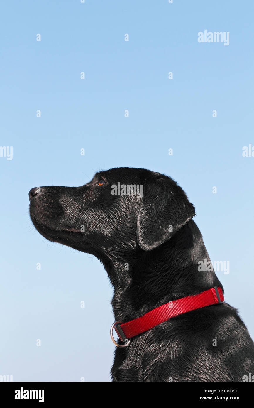 Wet black Labrador Retriever (Canis lupus familiaris), male Stock Photo ...