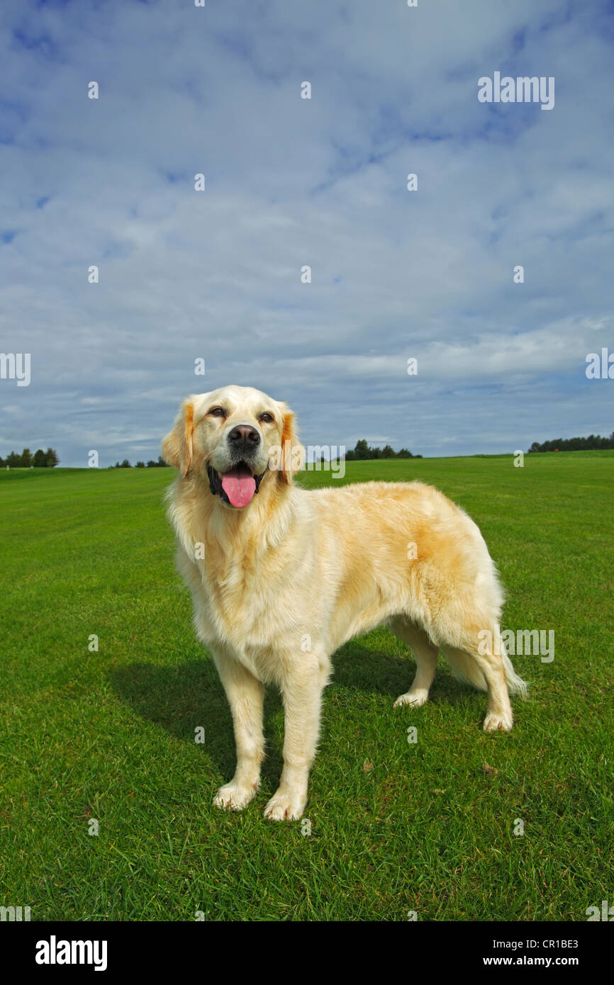 Female golden retriever hi-res stock photography and images - Alamy