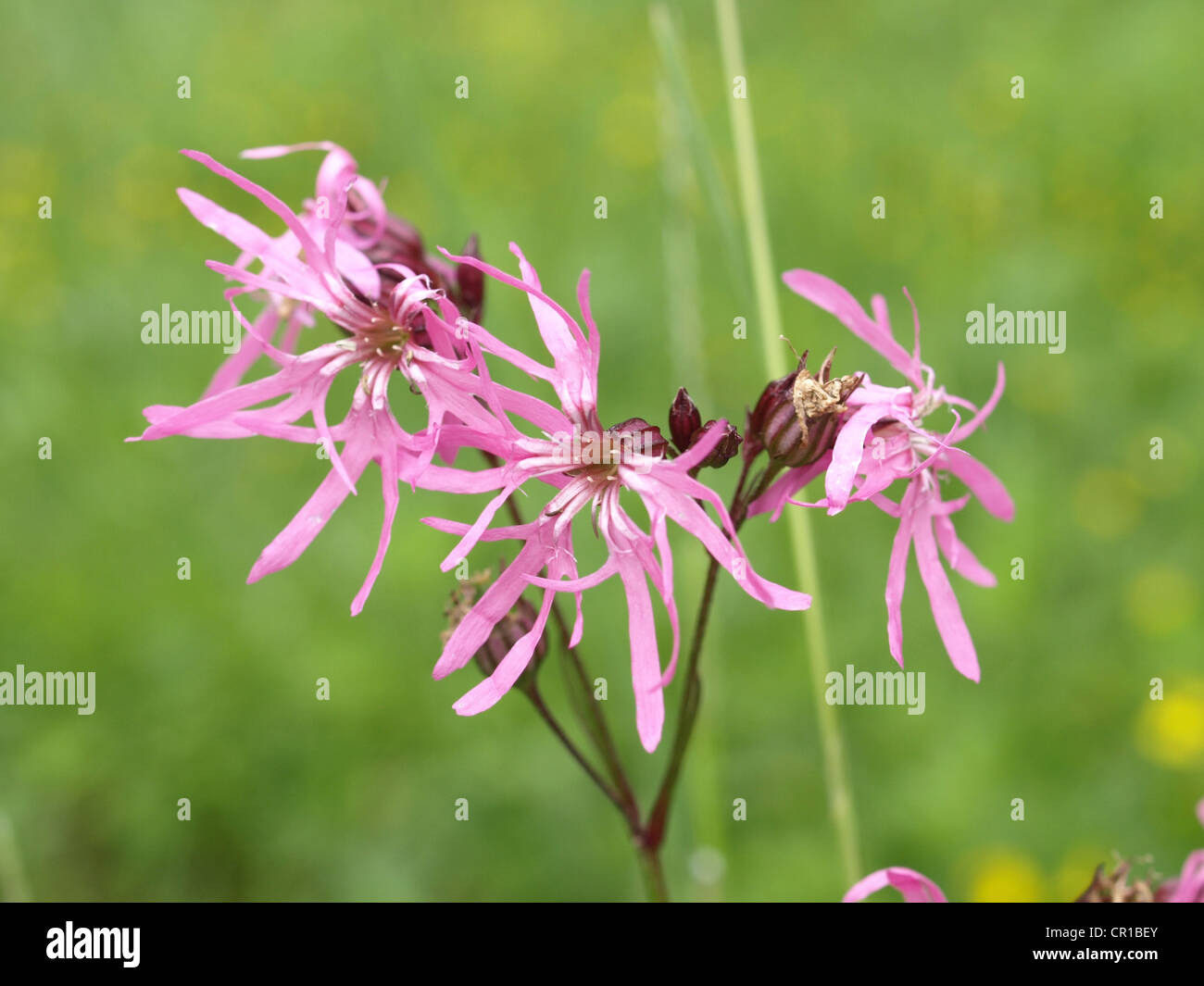 Ragged robin / Lychnis flos-cuculi / Kuckuckslichtnelken Stock Photo ...