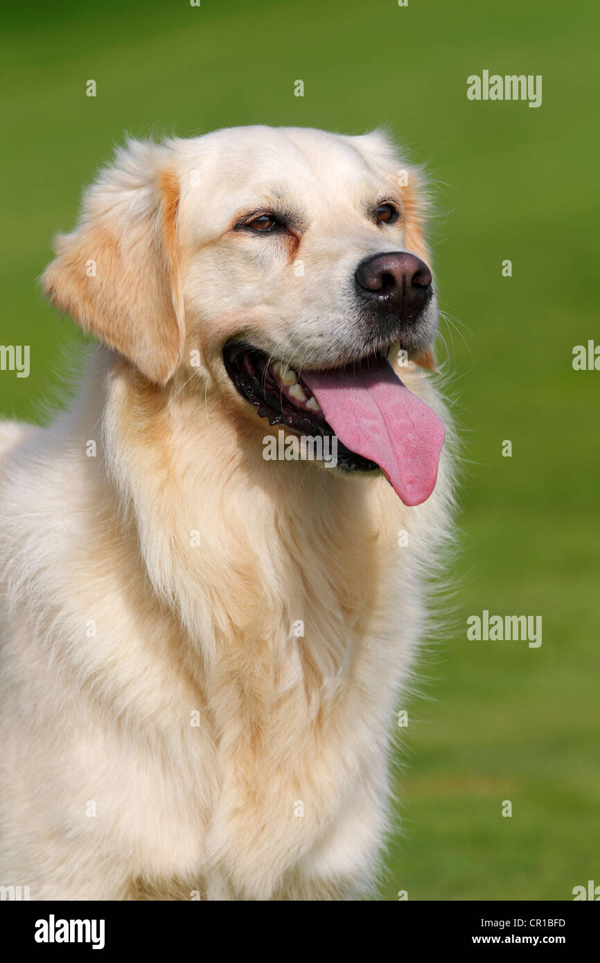 Female golden retriever hi-res stock photography and images - Alamy