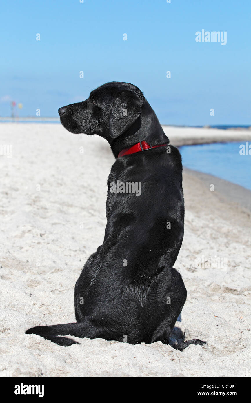 Wet black Labrador Retriever, male dog (Canis lupus familiaris), at the ...