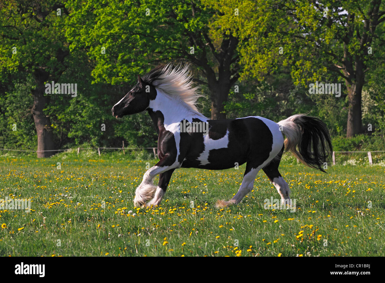Irish Tinker horse (Equus przewalskii f. caballus), mare running Stock ...