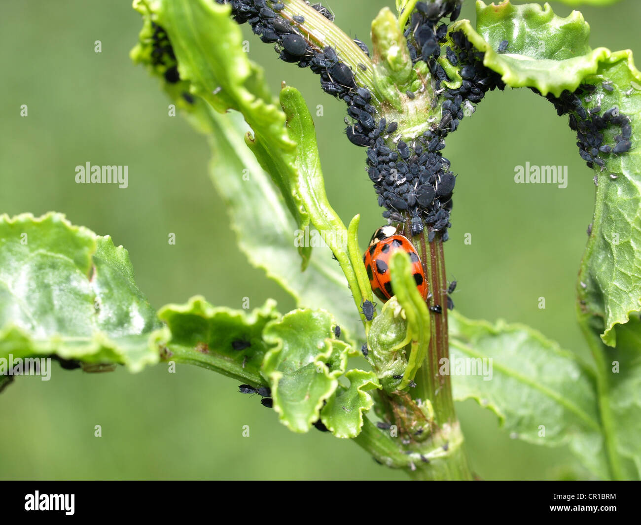 Ladybug aphids hi-res stock photography and images - Alamy