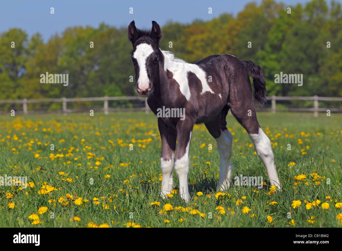 Irish Tinker horse (Equus przewalskii f. caballus), foal Stock Photo ...