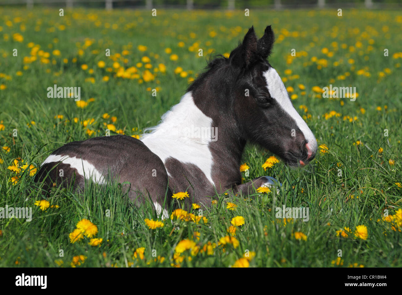 Irish Tinker horse (Equus przewalskii f. caballus), foal Stock Photo ...
