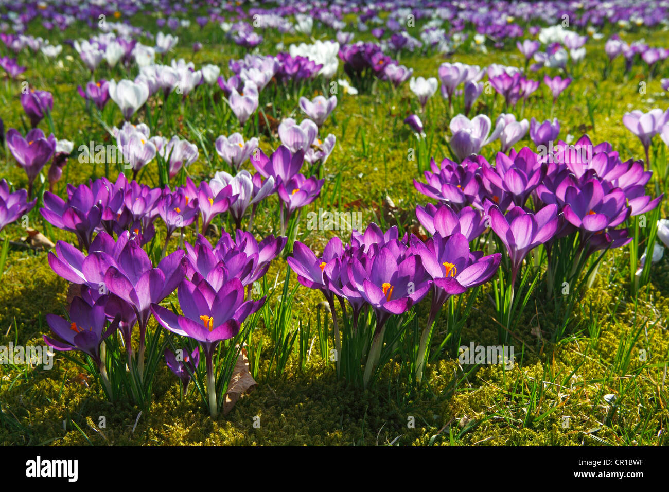 Flowering purple and white Crocuses (Crocus vernus hybrids) on a crocus ...