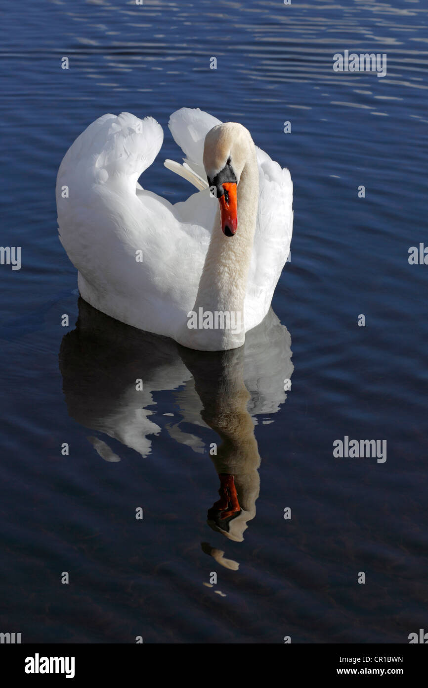 Swan position hi-res stock photography and images - Alamy