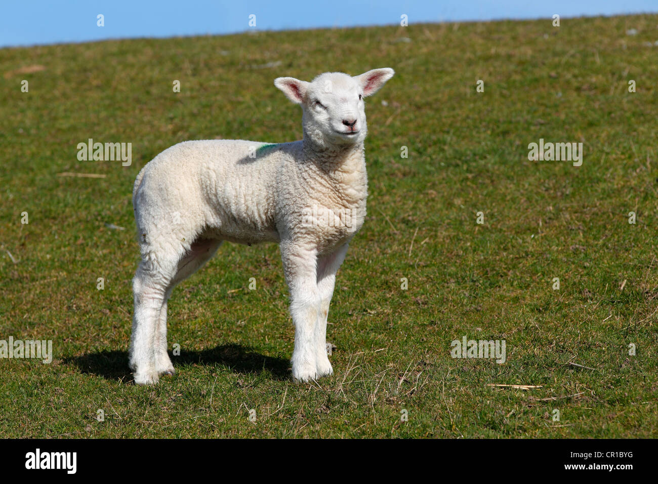 Pictures of sheep hi-res stock photography and images - Alamy