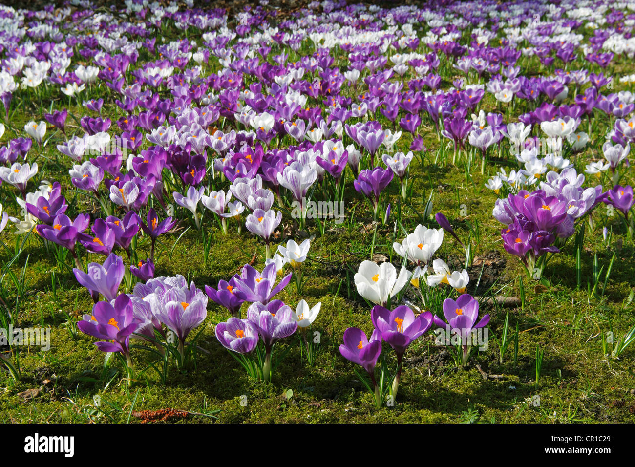 Spring crocus, Giant Dutch crocus (Crocus vernus hybrids), purple and ...
