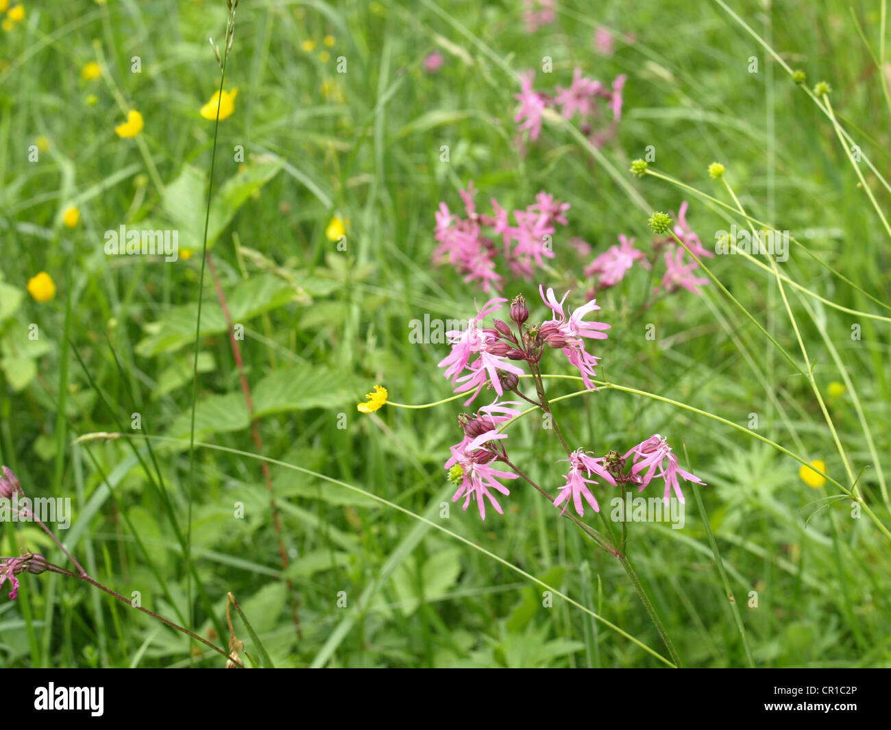 Ragged robin / Lychnis flos-cuculi / Kuckuckslichtnelken Stock Photo ...