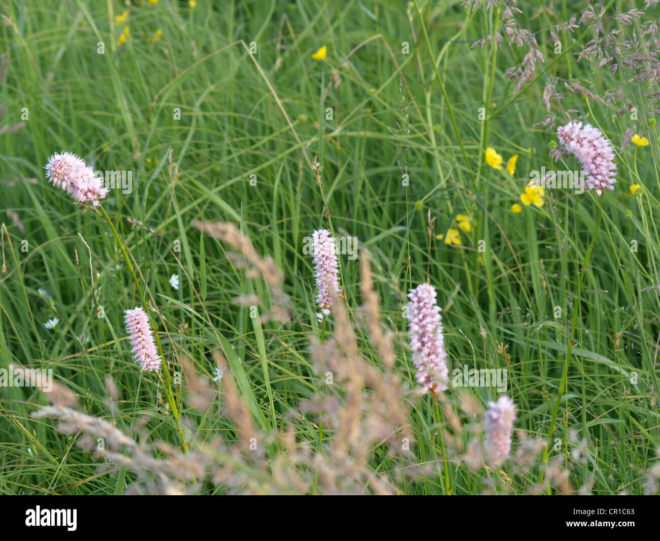 wildflower meadow with Persicaria bistorta / Bistort / Common Bistort ...